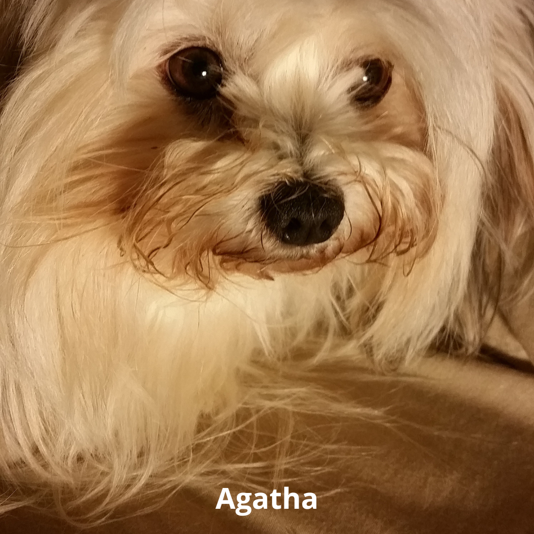 Dachia – Living Life at 100%